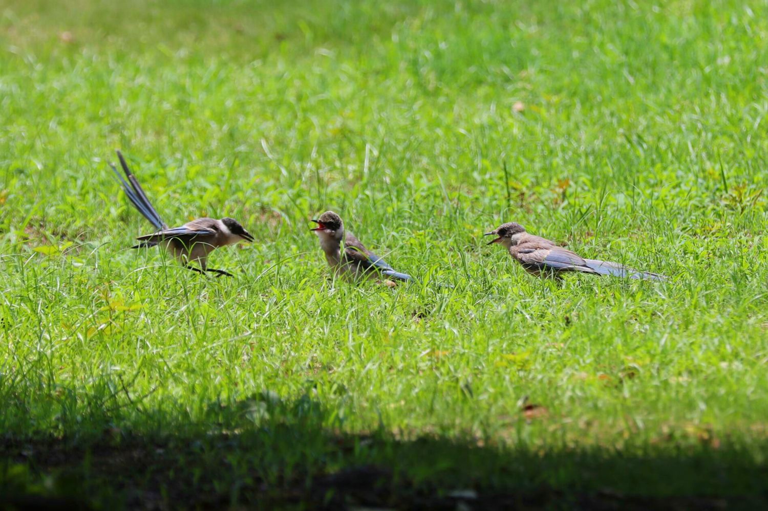 江苏镇江：金山湖畔鸟悠闲